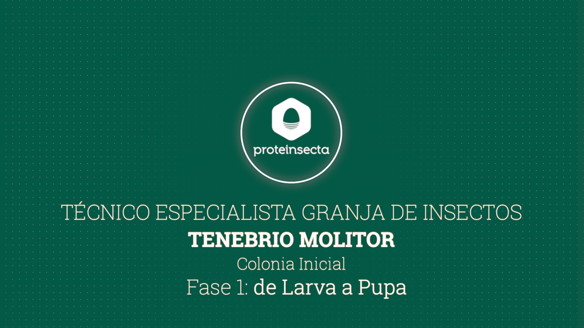 Curso cría y reproducción de Tenebrio molitor. - Proteinsecta