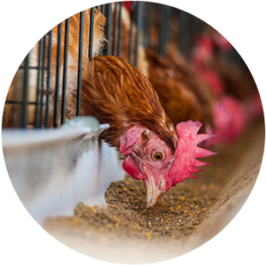 Granjas de Insectos. Todo lo que tienes que saber - Proteinsecta