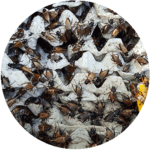 Granjas de Insectos. Todo lo que tienes que saber - Proteinsecta