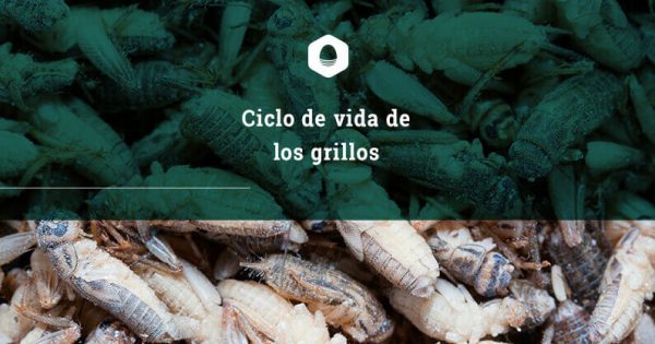 Ciclo de vida de los grillos o ¿Cuanto vive un grillo? - Proteinsecta