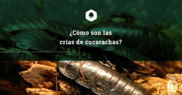 ¿Cómo son las crías de cucarachas? Huevos de cucaracha - Proteinsecta