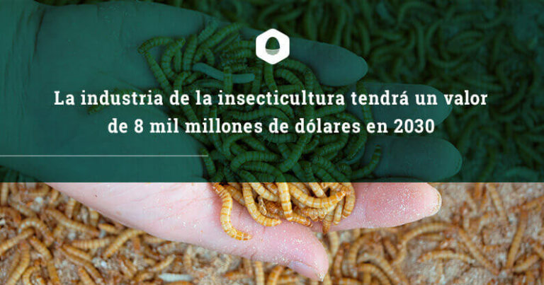 En 2030 aumentará el valor de la industria de insecticultura - Proteinsecta